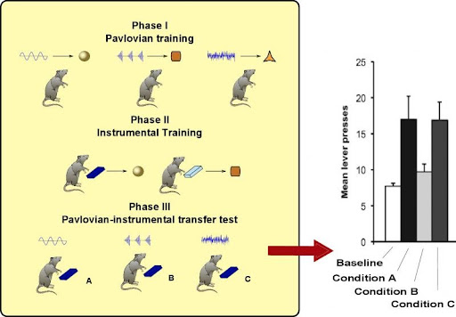 mouse_training.jpg | Istituto di Scienze e Tecnologie della Cognizione